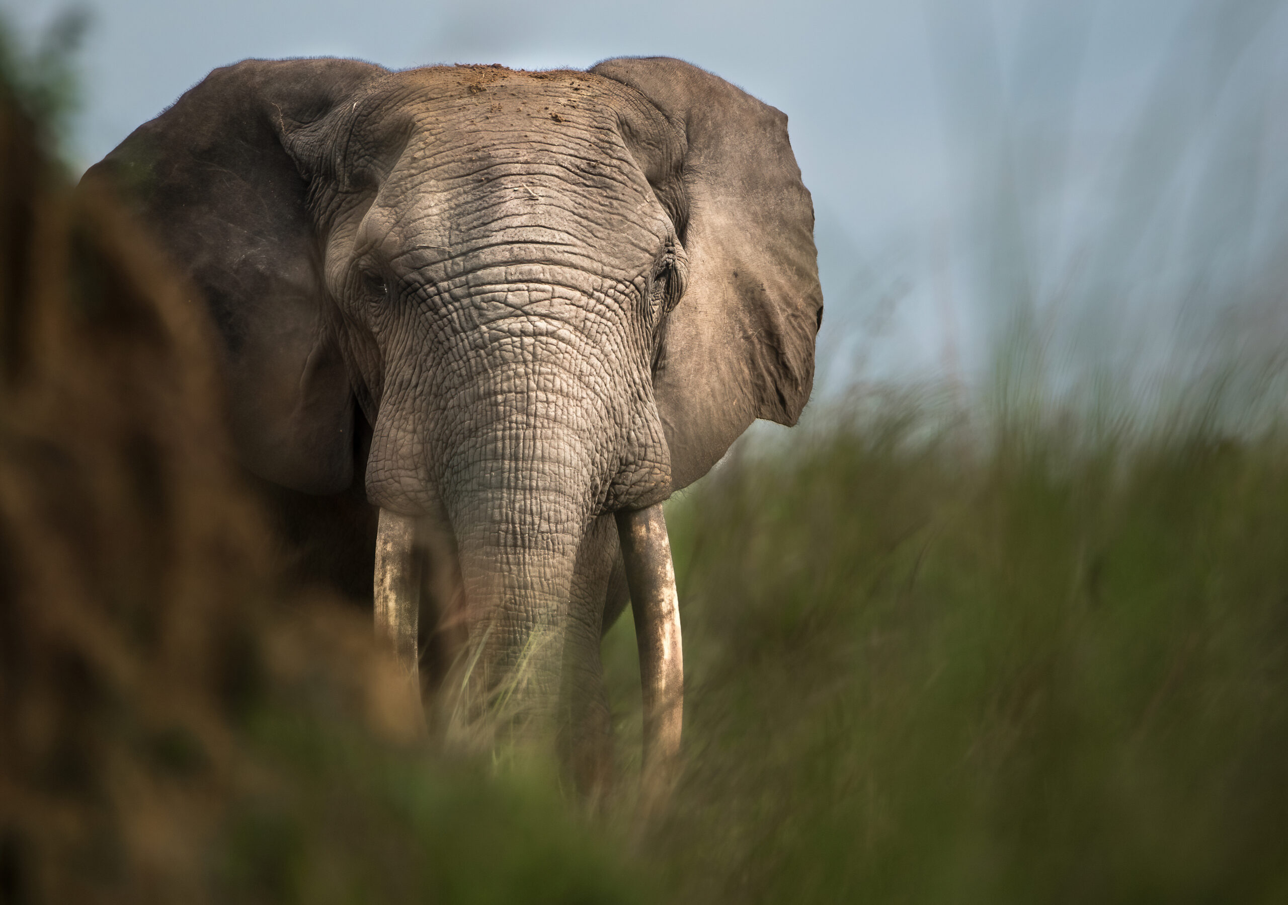World Wildlife Day 2025: Why Financing Nature Is Key to Global ...