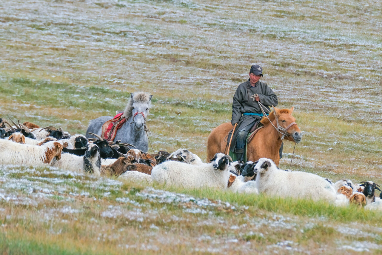 Eternal Mongolia: One Year of Impact - Enduring Earth